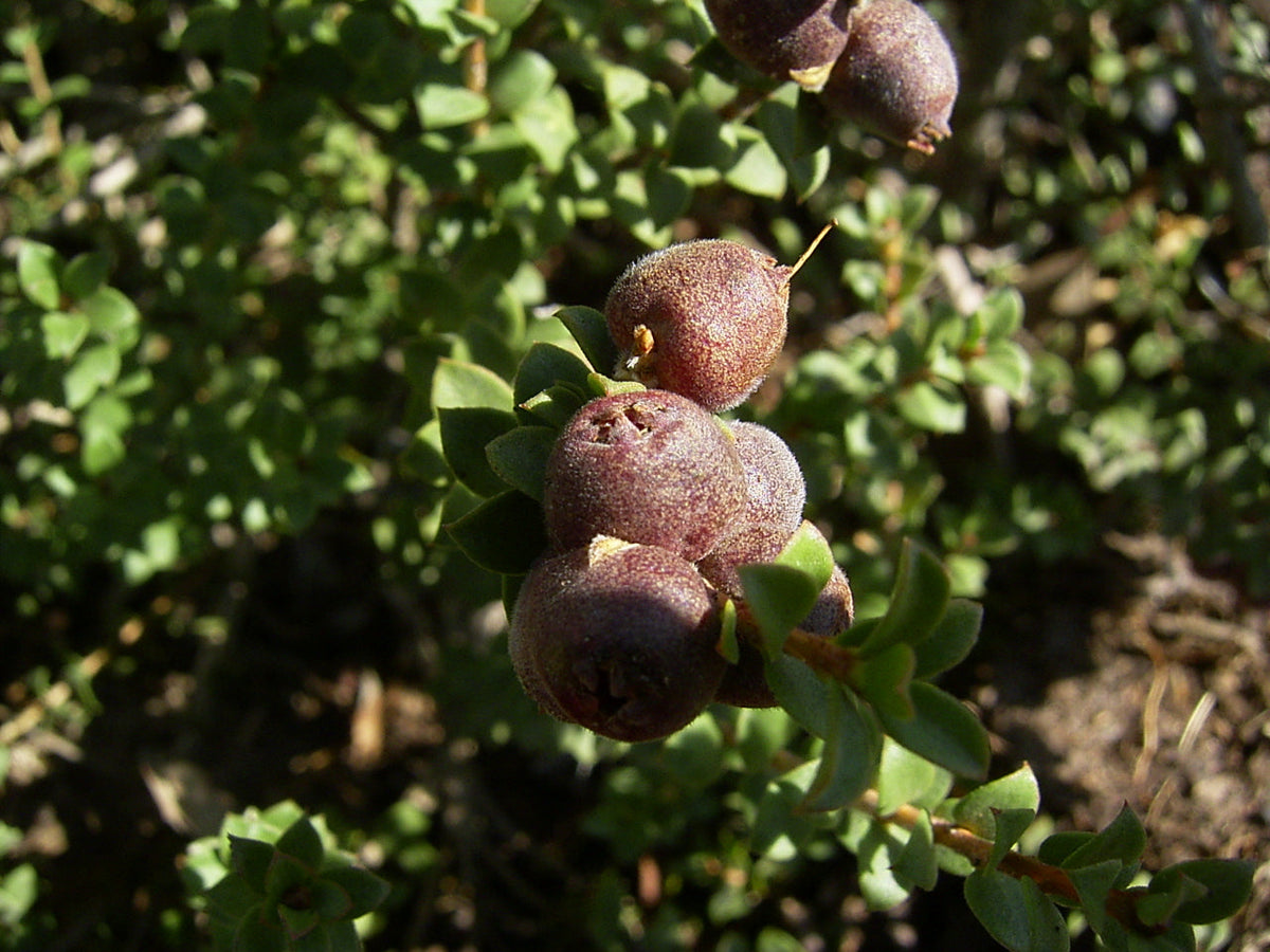 Kunzea pomifera - Muntries – The Native Shop