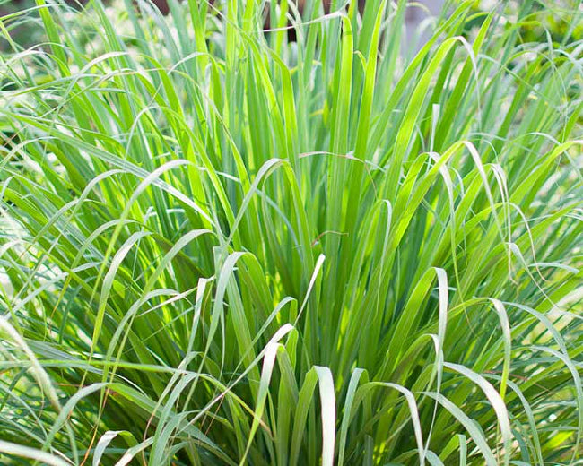 Lemon Grass - Cymbopogon citratus – The Native Shop