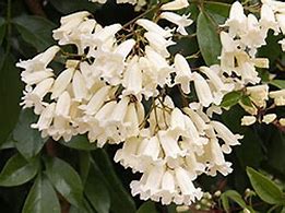 Pandorea pandorana snow bells – The Native Shop
