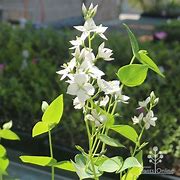 Veronica perfoliata – The Native Shop