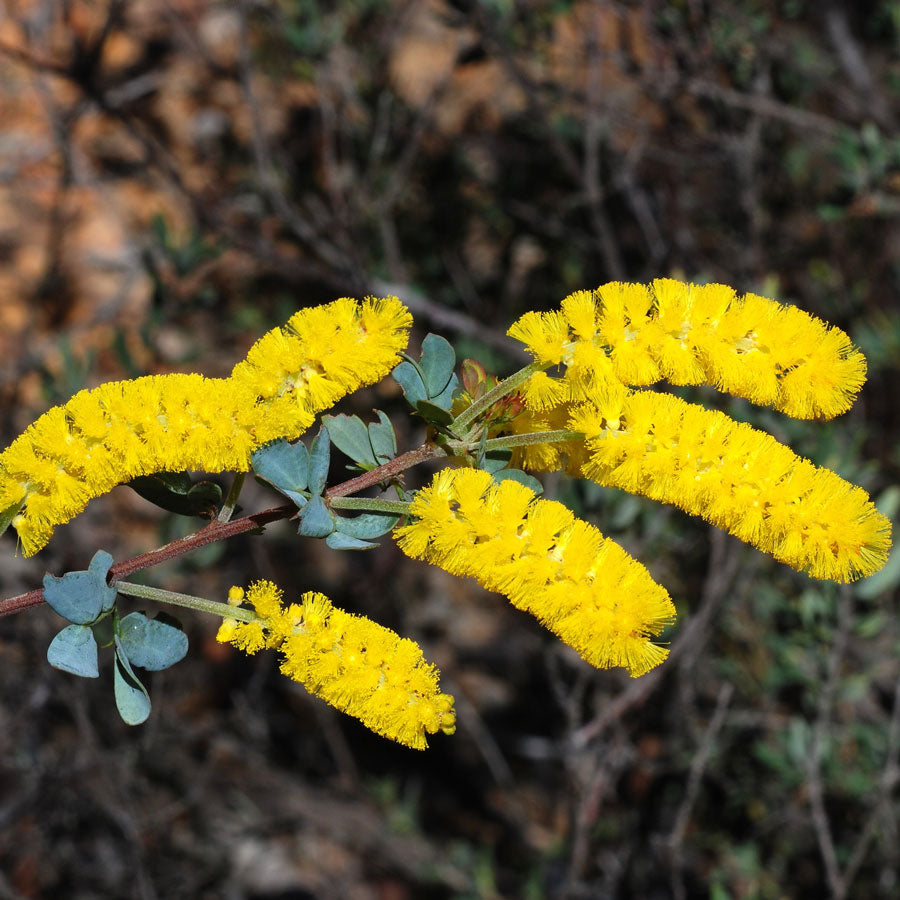 Dwarf Wattle - Acacia Drummondii ssp Candolleana – The Native Shop