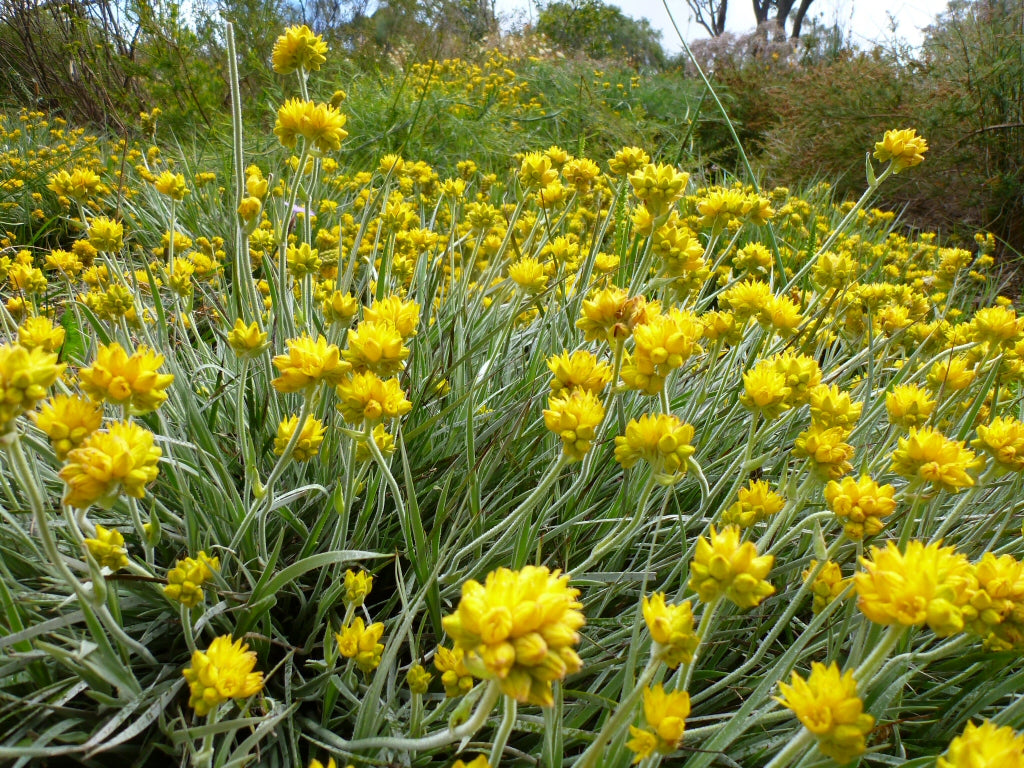 Conostylis candicans – The Native Shop
