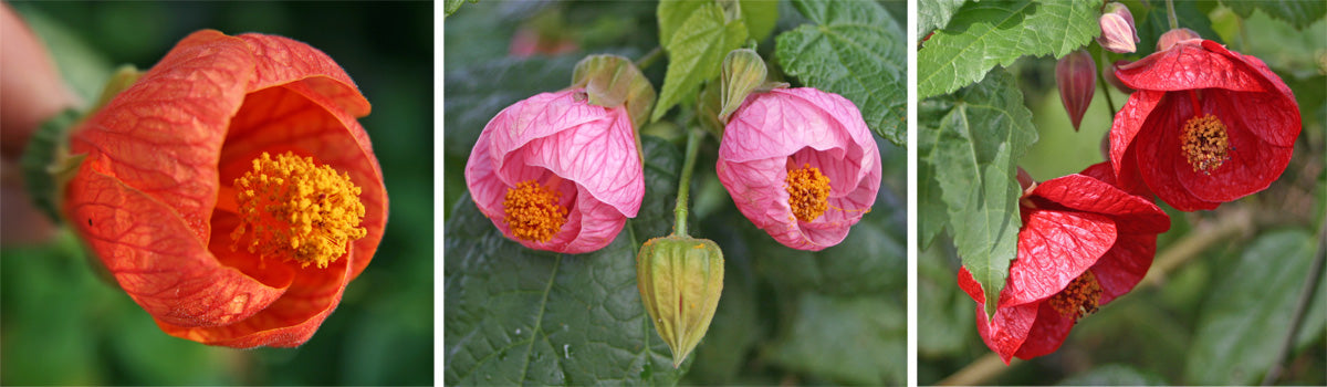 Abutilon x hybridum (Chinese Lantern) PINK – The Native Shop