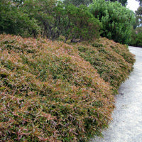 Agonis flexuosa ‘Weeping Wonder’ – The Native Shop