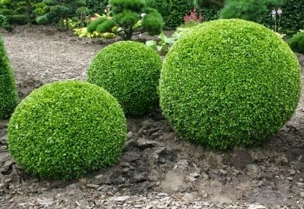 Buxus sempervirens’English Box’ | The Native Shop