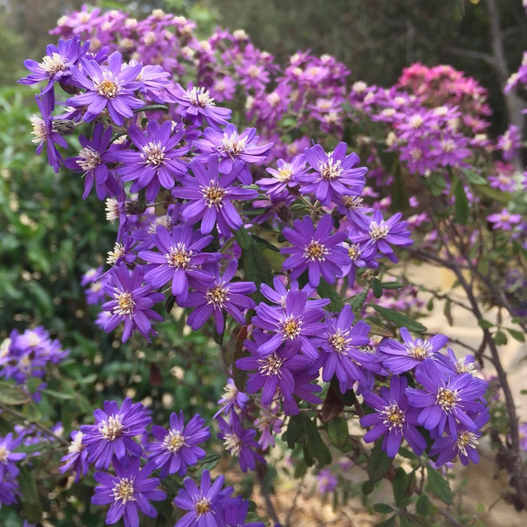 Olearia phlogopappa purple – The Native Shop