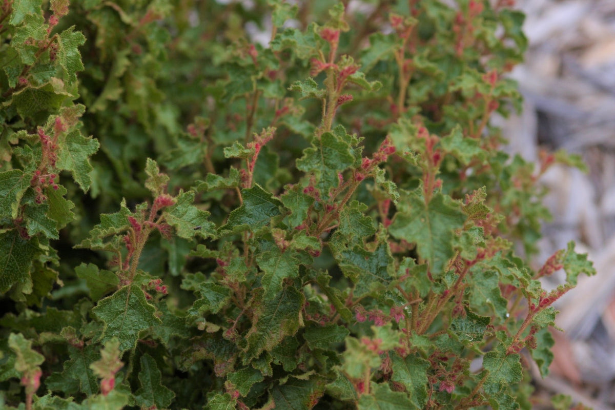 Thomasia foliosa – The Native Shop