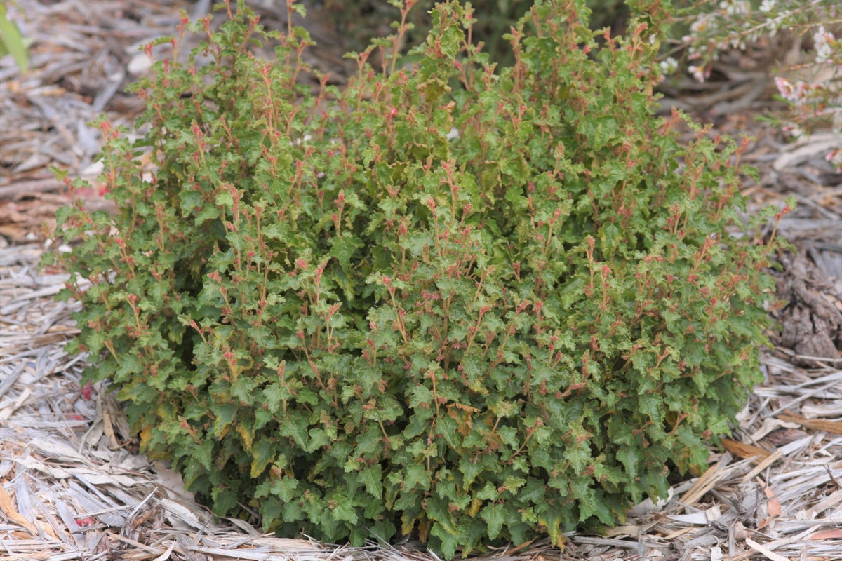 Thomasia foliosa – The Native Shop