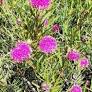 Melaleuca filifolia dwarf – The Native Shop